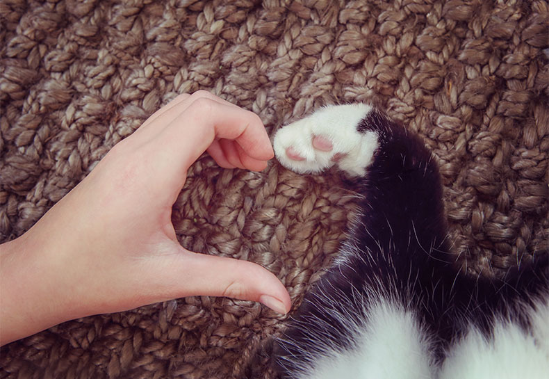 Surgery - Vet in Tucson | Veterinary Specialty & Emergency