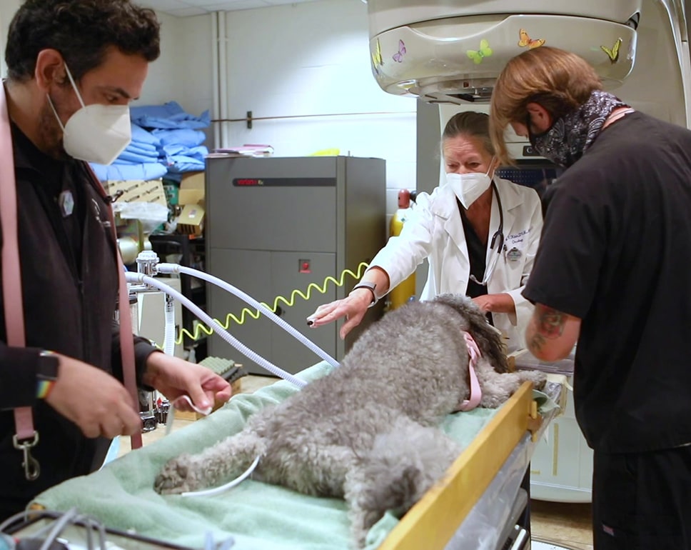 Oncology - Vet in Tucson | Veterinary Specialty & Emergency