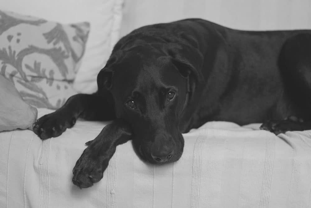 Lipoma In Dogs What To Do If You Discover A Lump On Your Dog