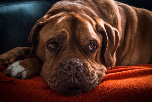 Lipomas and Lumps on Dogs: Common Causes - Veterinary Specialty & Emergency
