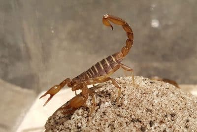 What to Do if Your Dog Is Stung by A Scorpion - Veterinary Specialty ...