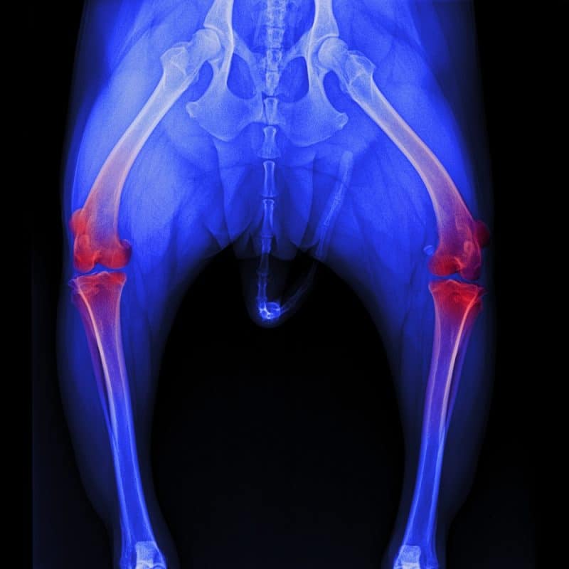 Understanding Cranial Cruciate Ligament Disease in Dogs - Veterinary ...