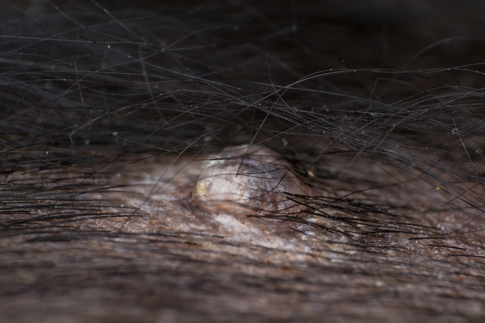 Common Skin Conditions in Pets - Veterinary Specialty & Emergency