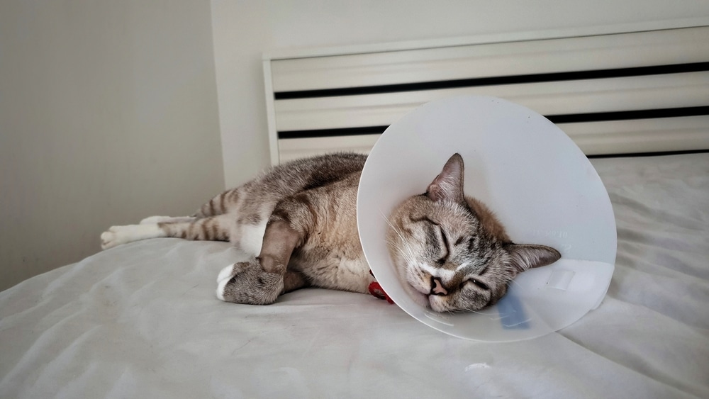 After the Emergency: A Pet Owner's Guide to At-Home Recovery ...